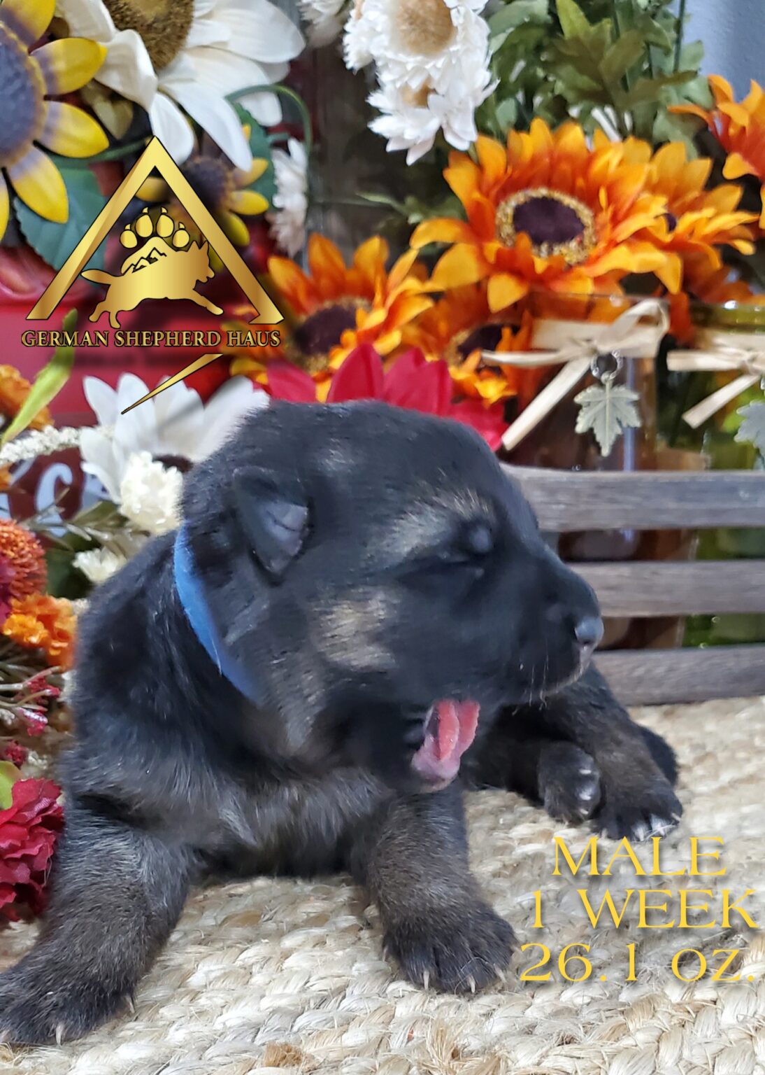 German Shepherd Haus | Available Puppies | Seattle, WA