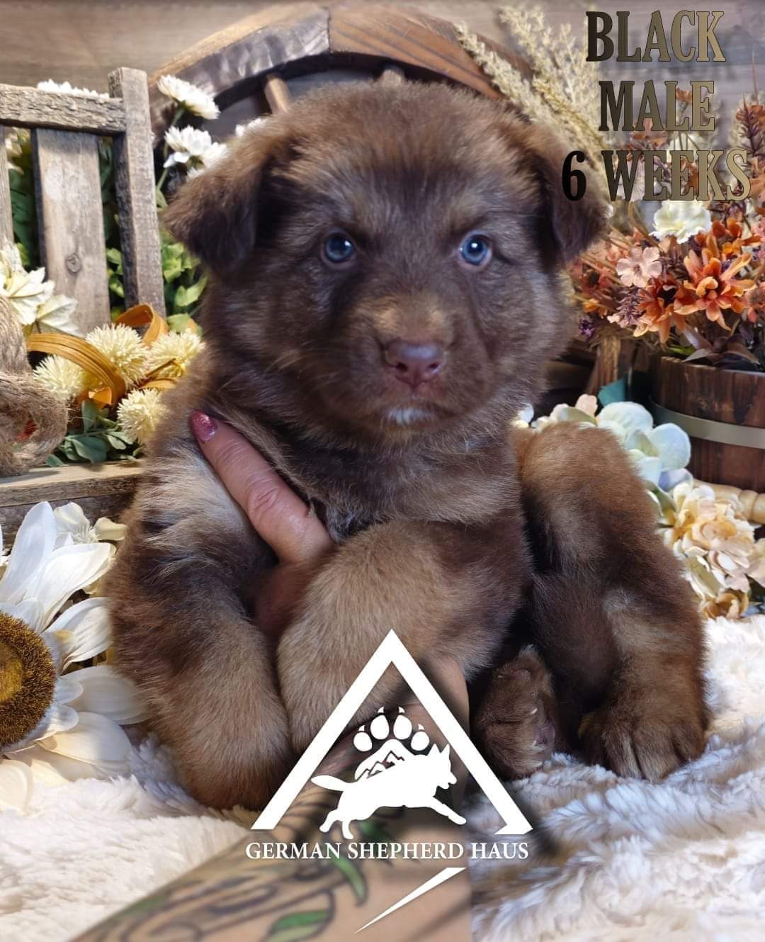 German Shepherd Haus | Available Puppies | Seattle, WA